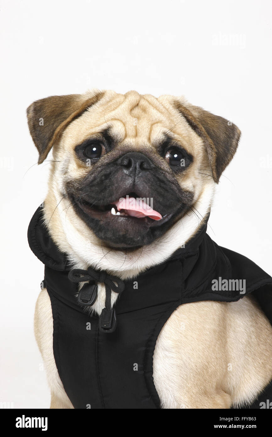 Dog Pug Male Black Muzzle friendly posing on white background Stock ...