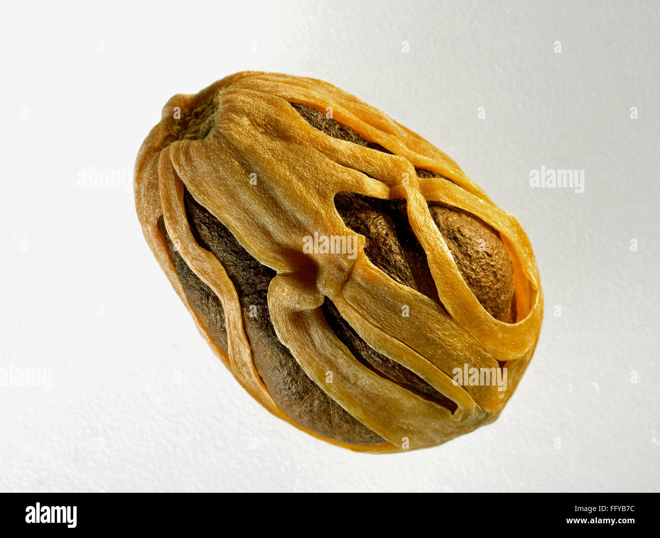 Indian nutmeg hi-res stock photography and images - Alamy