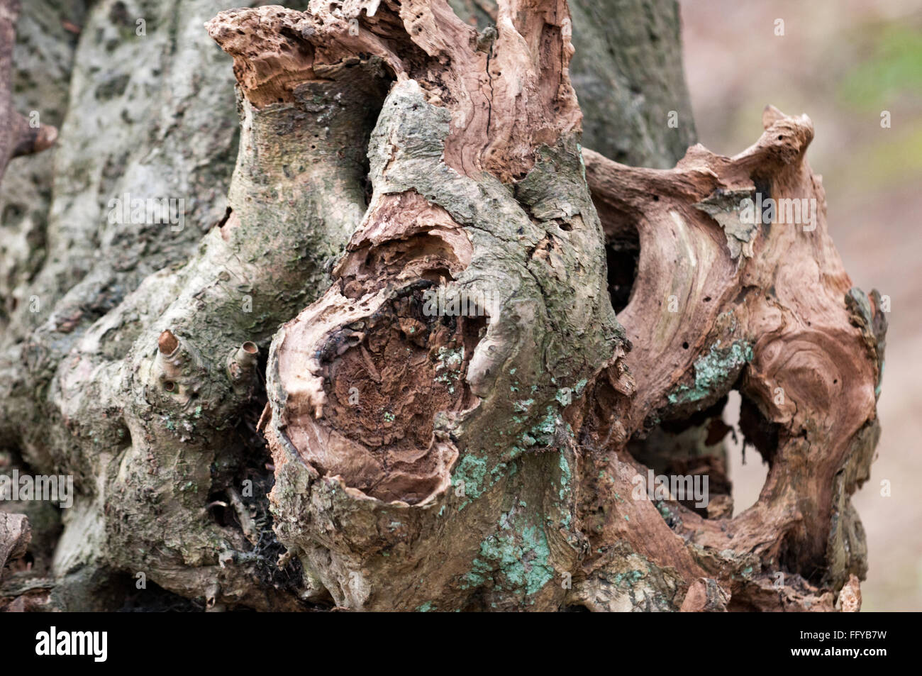 Close up of knots formed in a tree trunk Stock Photo - Alamy