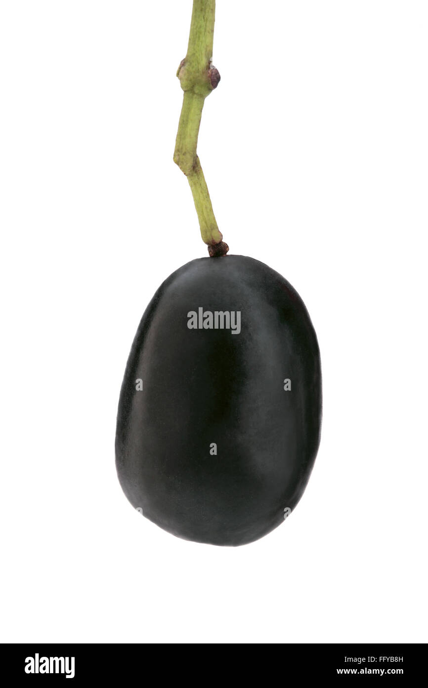 Jambolan Plum High Resolution Stock Photography and Images - Alamy