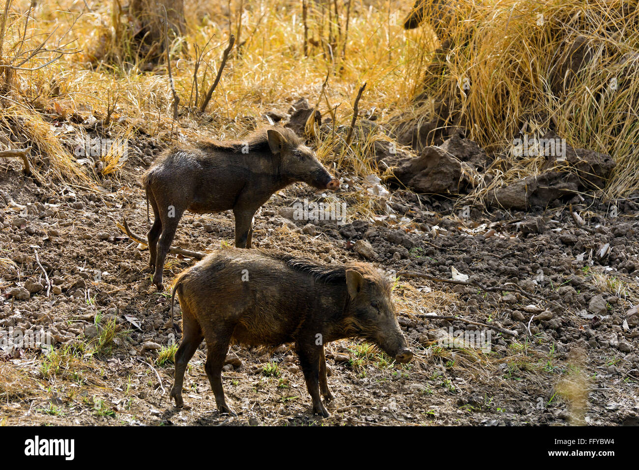 Boar wild india hi-res stock photography and images - Alamy