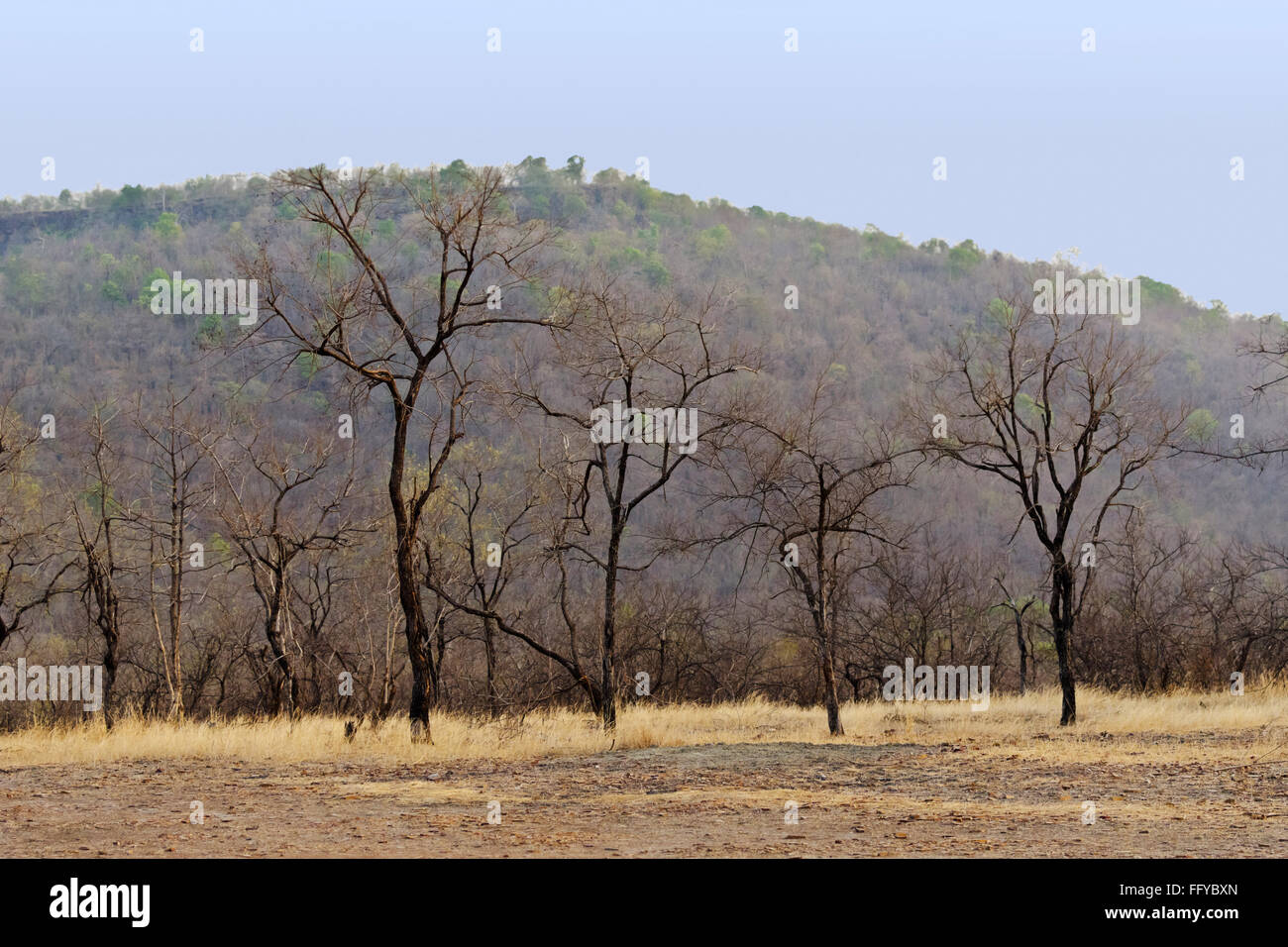 Saja tree at panna national park madhya pradesh India Stock Photo - Alamy
