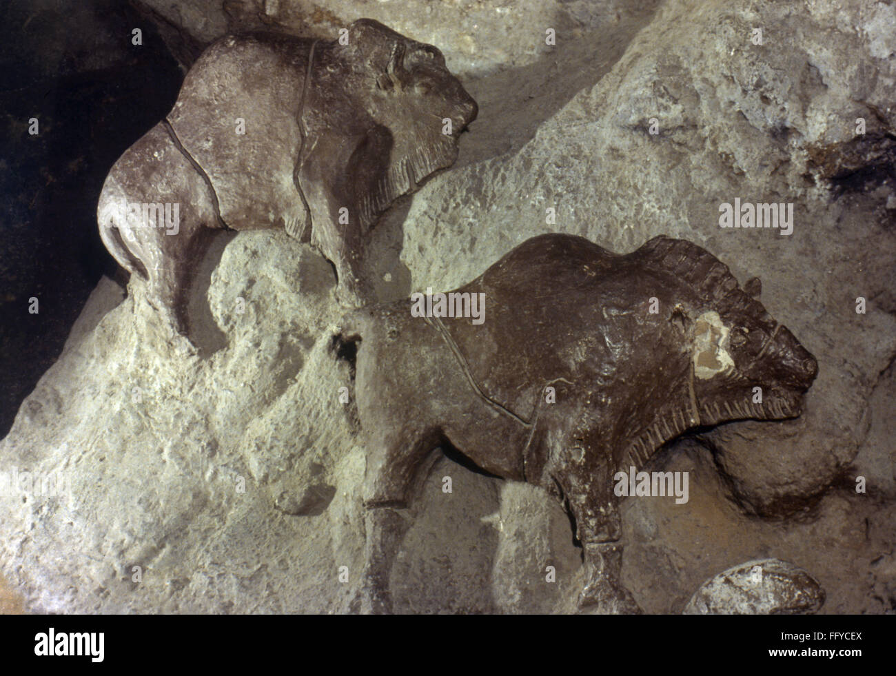 CAVE ART: BISON. /nClay relief figures of a bison bull and cow, in the ...