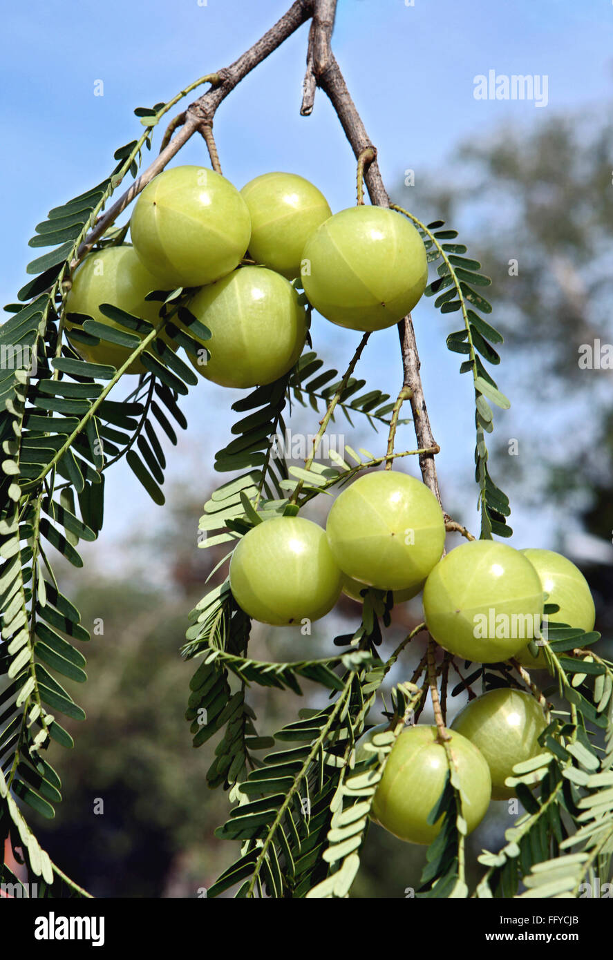 Embolic myrobalan hi-res stock photography and images - Alamy