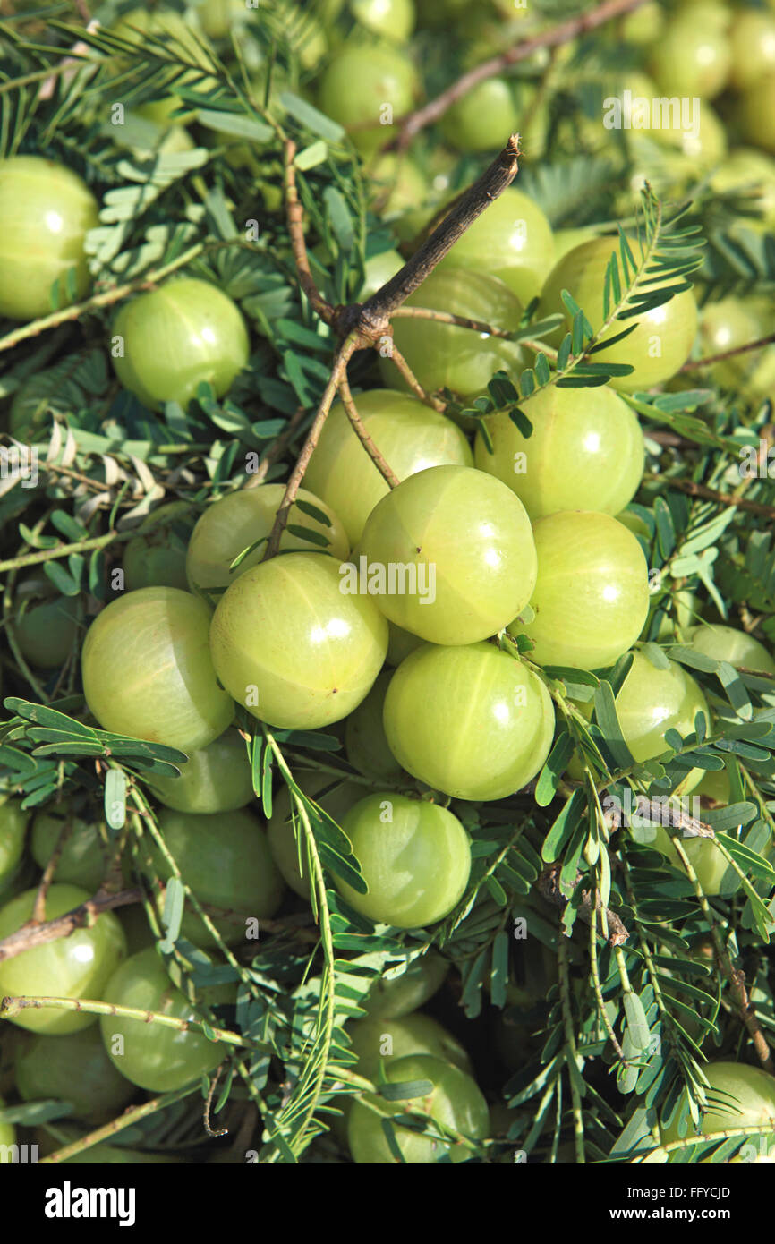 Amla tree, phyllanthus emblica, emblic, emblic myrobalan, myrobalan ...