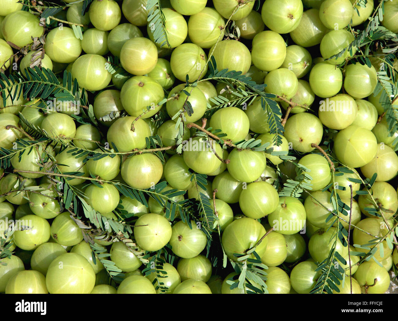 Amla tree, phyllanthus emblica, emblic, emblic myrobalan, myrobalan ...
