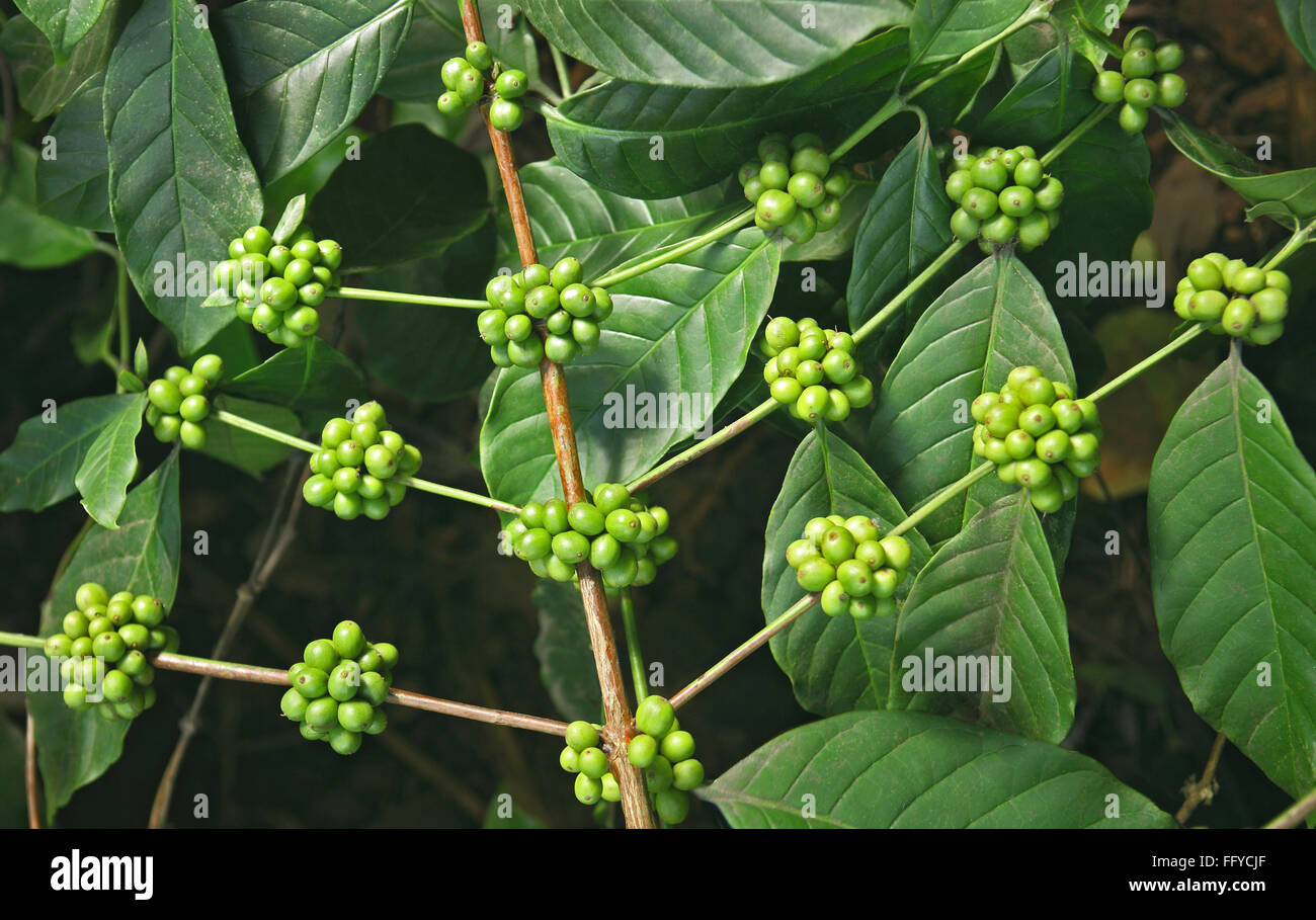 Coffee arabica green coffee beans from Thekkady in Idukki ; Kerala ...