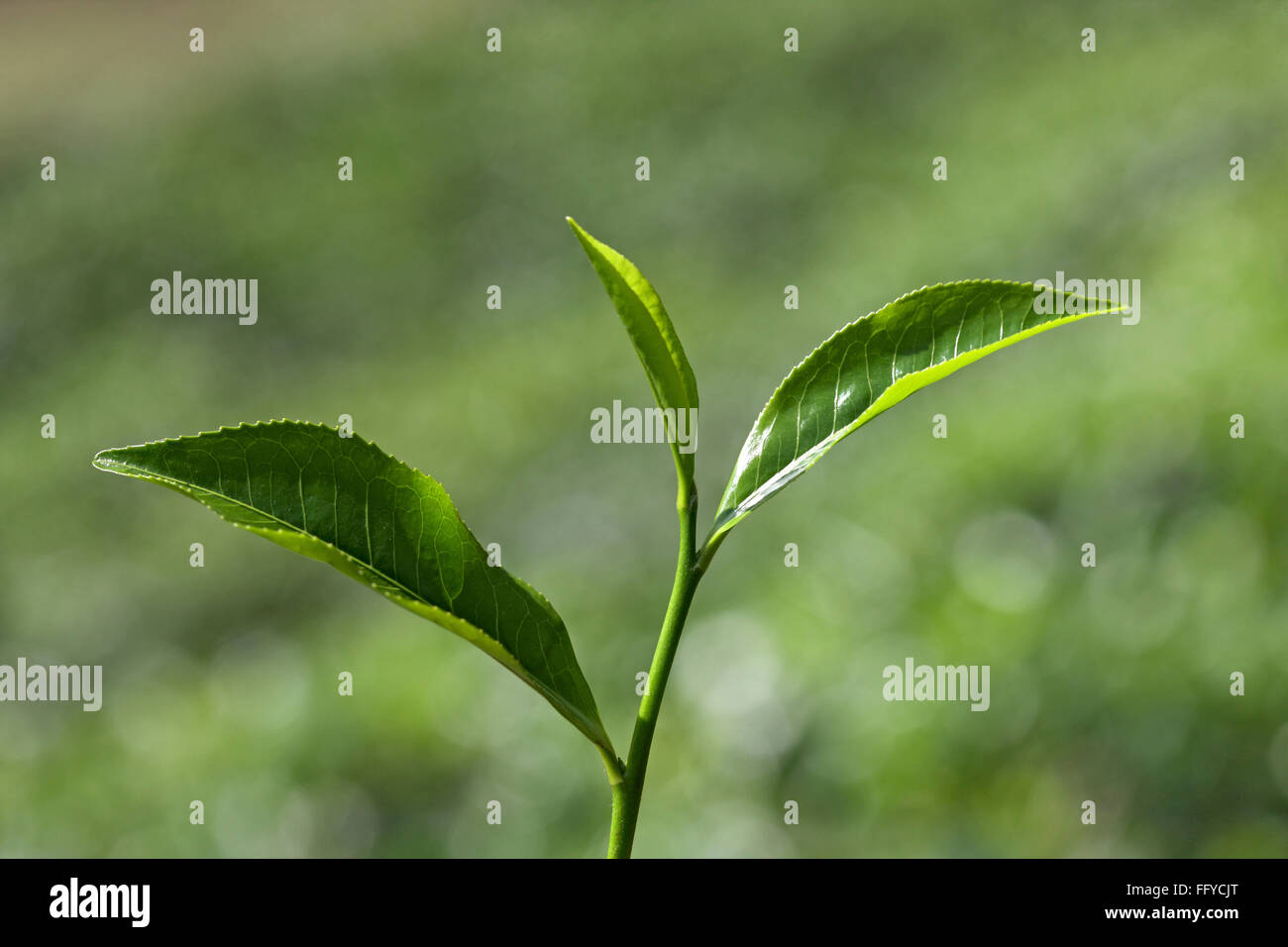 Camellia sinensis hi-res stock photography and images - Alamy