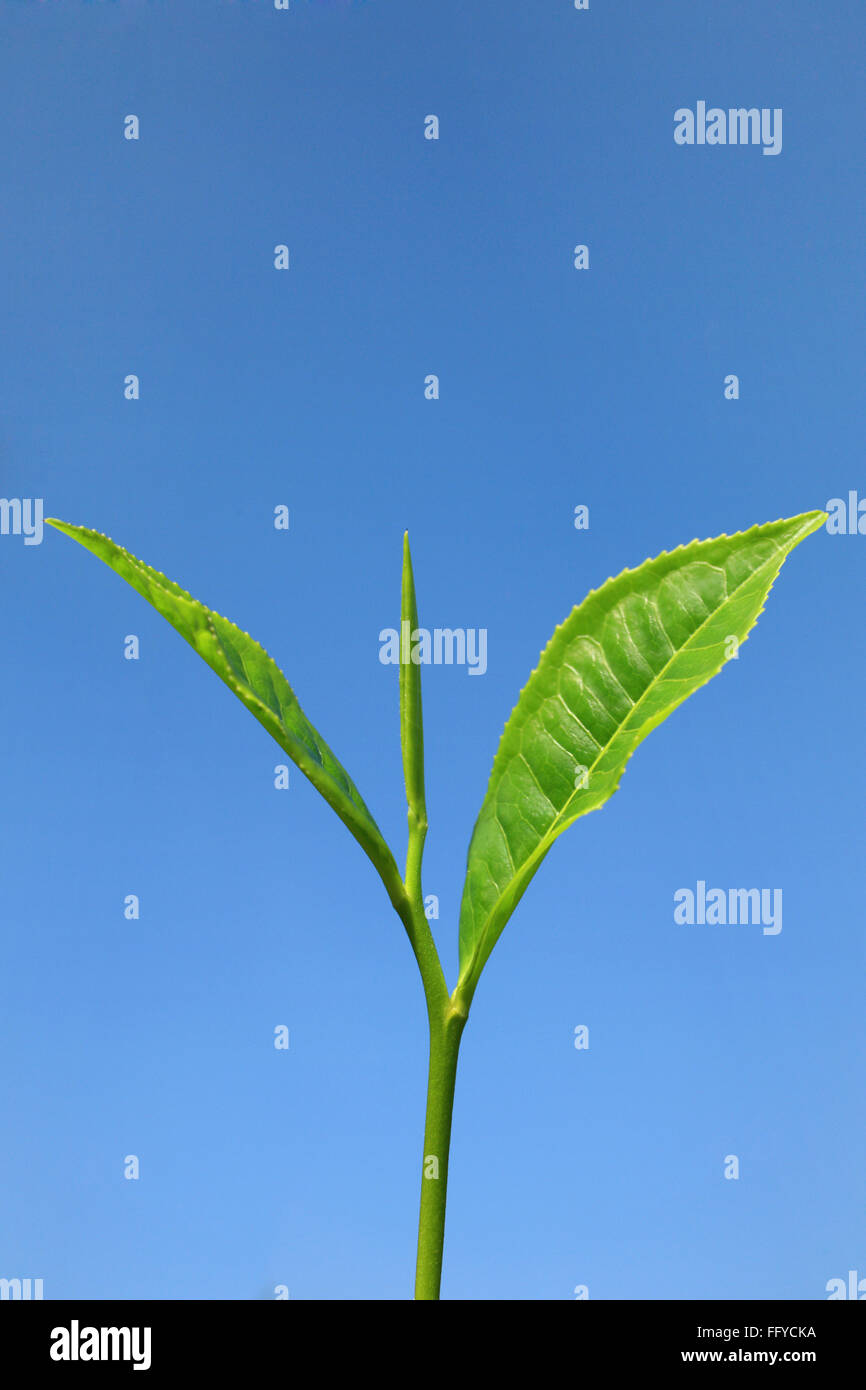 Tea leaves camellia sinensis ; Thekkady in Idukki ; Kerala ; India ...