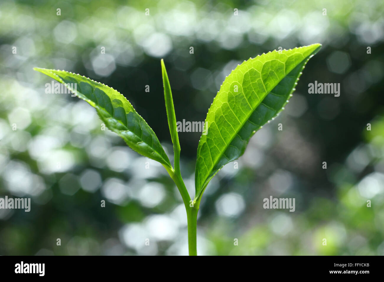 Tea leaves ; Thekkady , Idukki ; Kerala ; India Stock Photo - Alamy