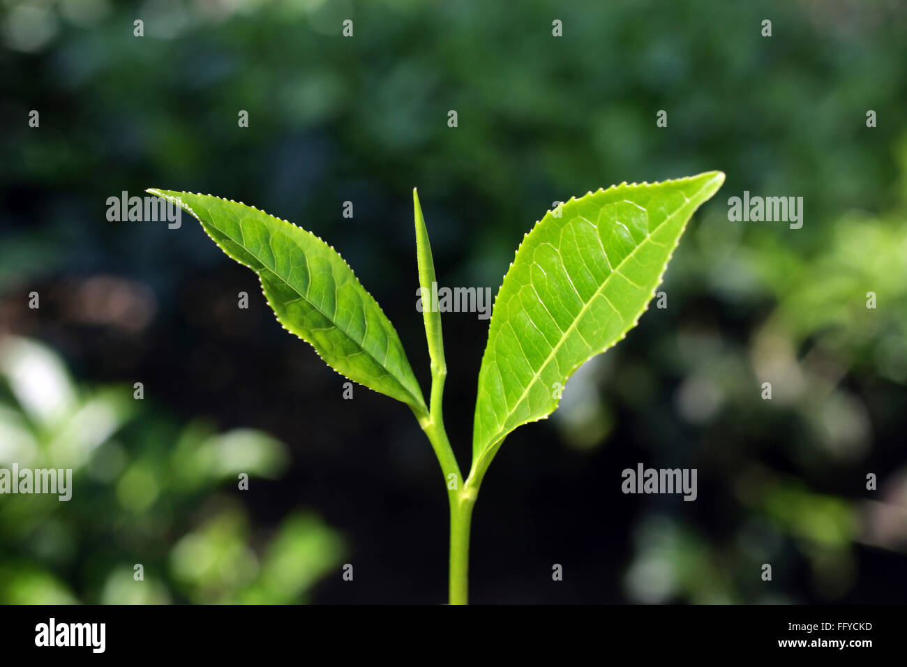 Tea leaves camellia sinensis ; Thekkady in Idukki ; Kerala ; India ...