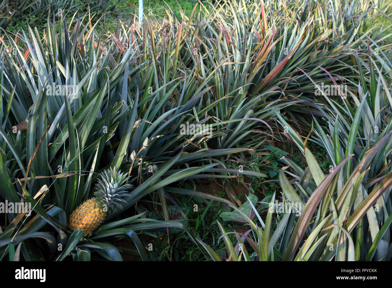 Fruits ; pineapple ananas comosus plantation ; Thekkady in Idukki ...