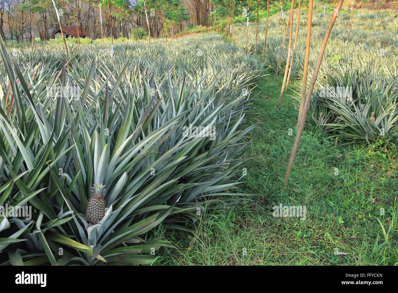 Fruits ; pineapple ananas comosus plantation ; Thekkady in Idukki ...