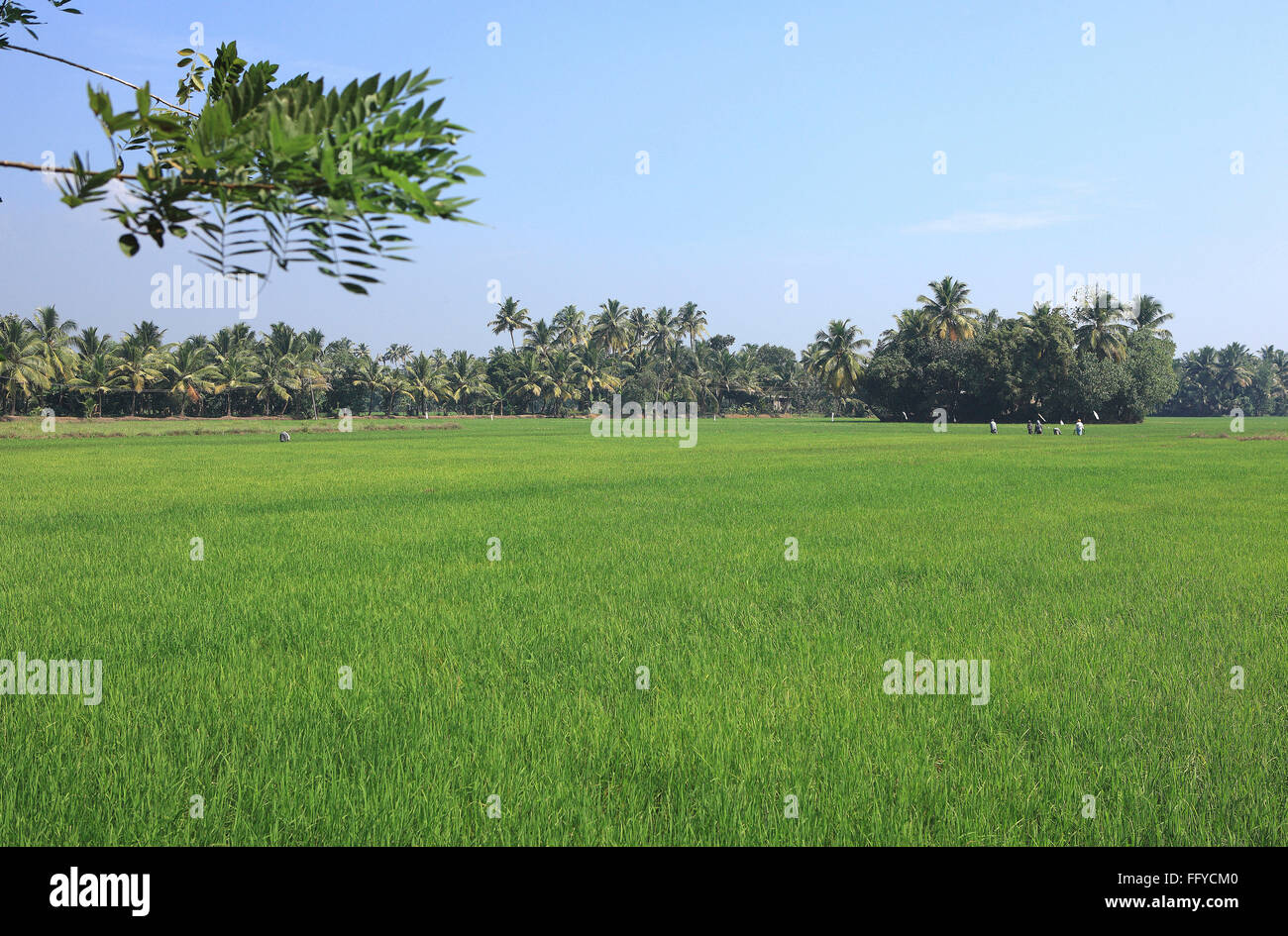 Paddy fields kerala hi-res stock photography and images - Alamy