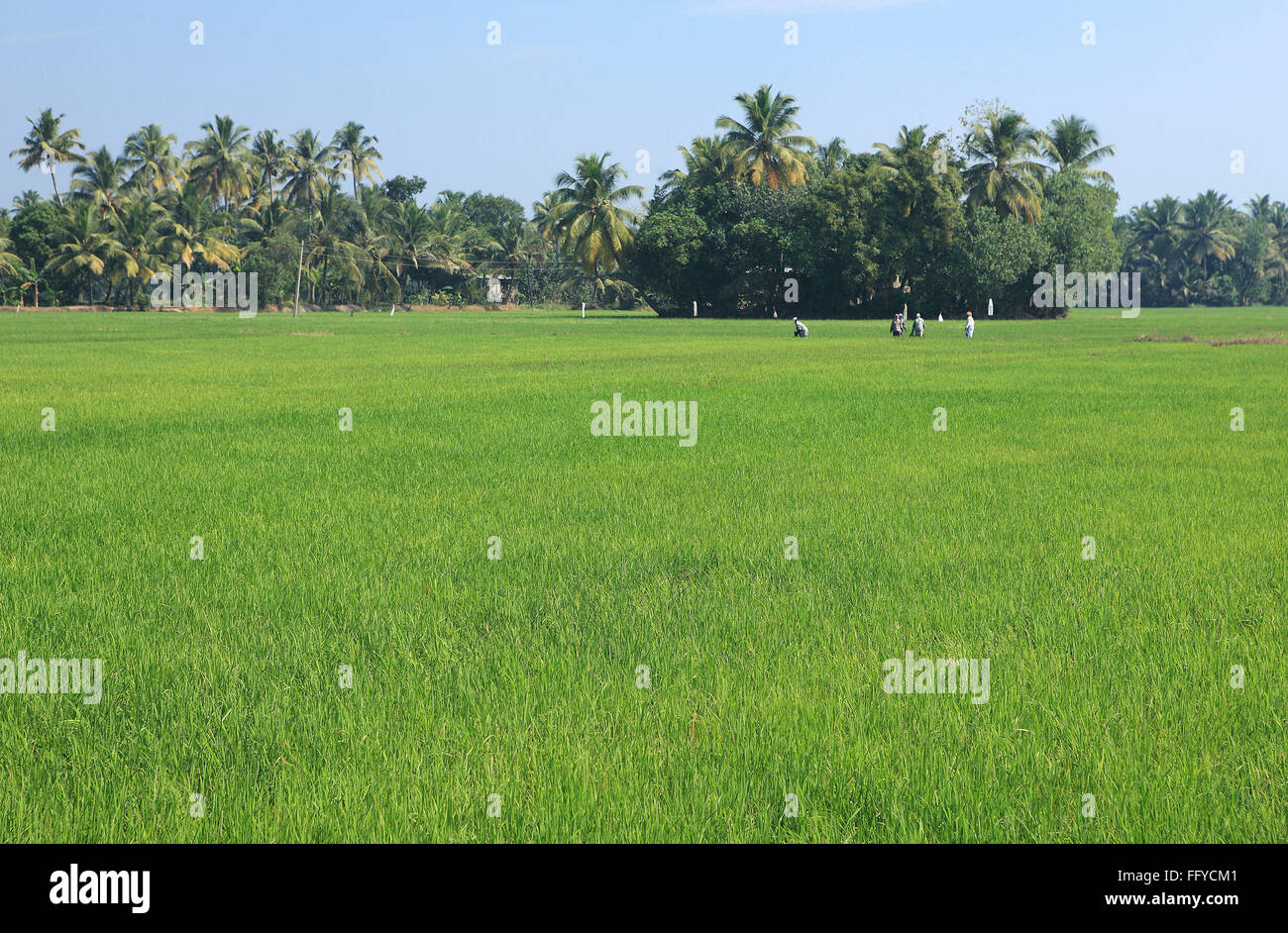 Coconut plantation kerala hi-res stock photography and images - Alamy