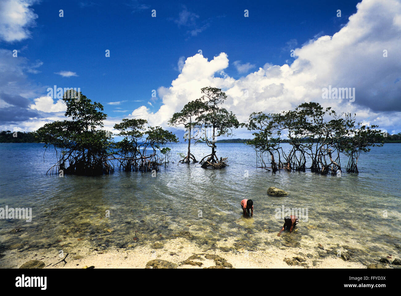 Mangrove trees in Havelock Islands ; Andaman and Nicobar Islands ...