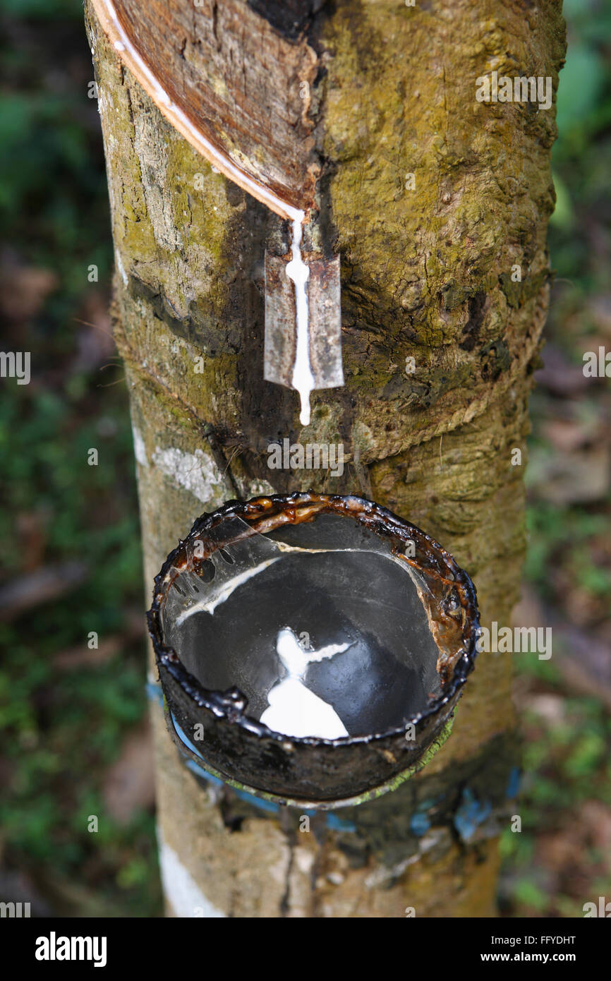 Raw rubber ficus elastica collected from rubber plant ; Kottayam ...