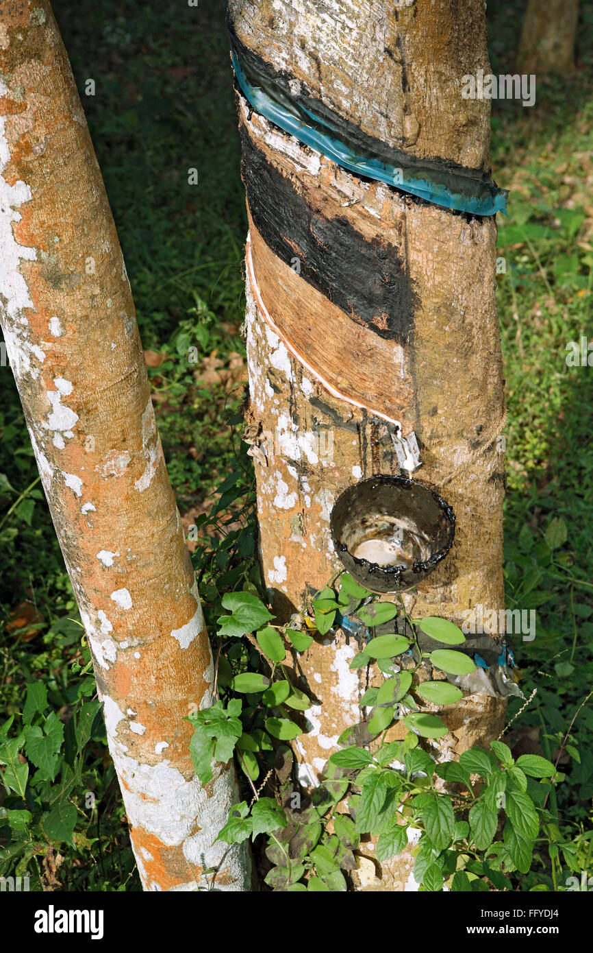 Raw rubber ficus elastica collected from rubber plant ; Kottayam ...