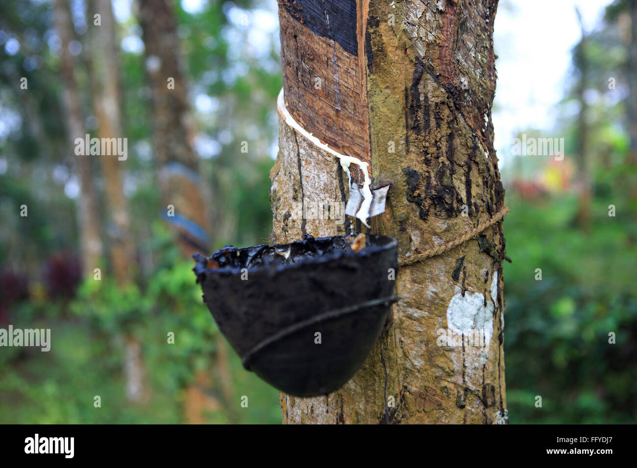 Raw rubber ficus elastica collected from rubber plant ; Kottayam ...