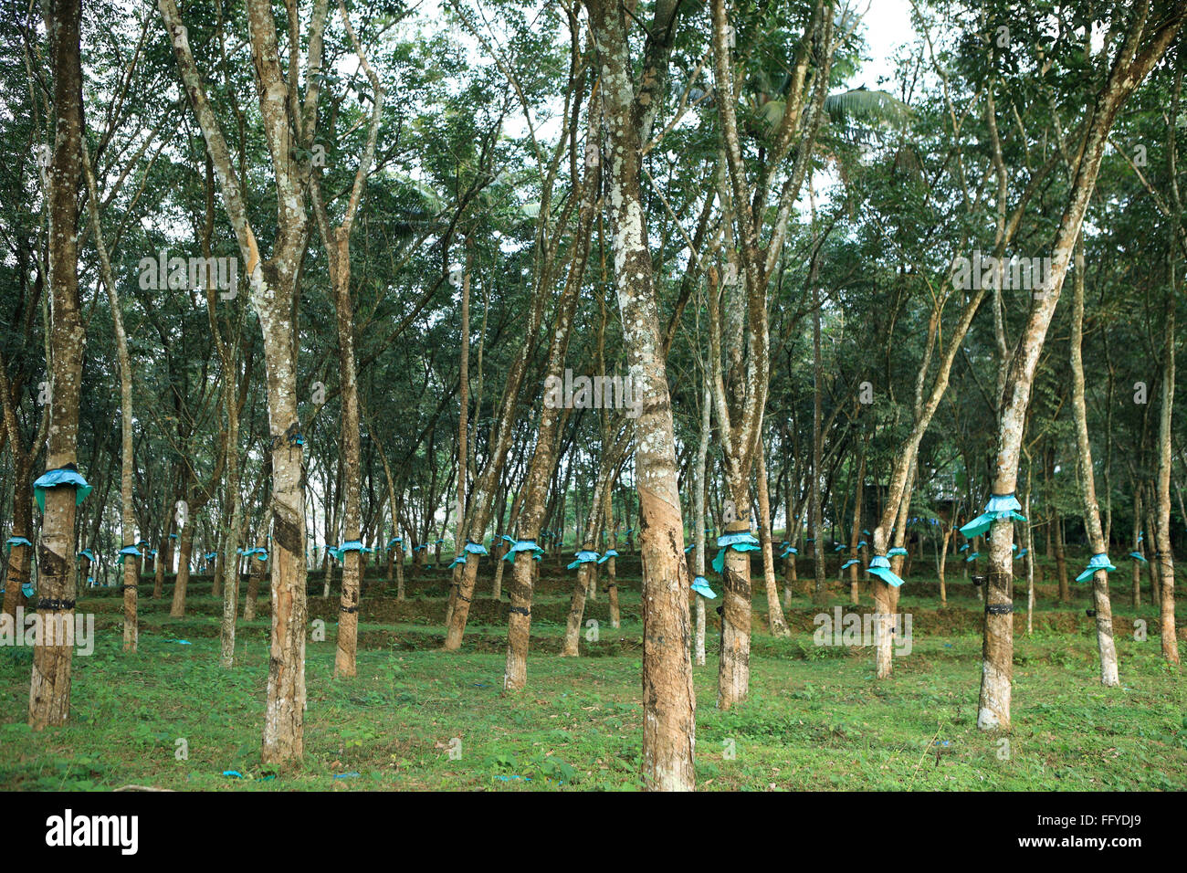 India rubber plant hi-res stock photography and images - Alamy