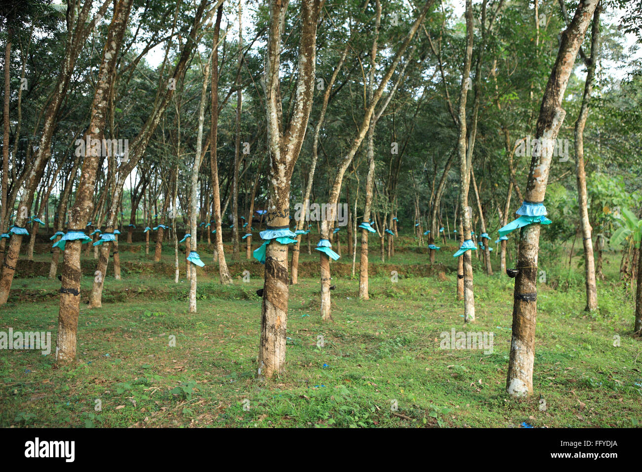 India rubber plant hi-res stock photography and images - Alamy