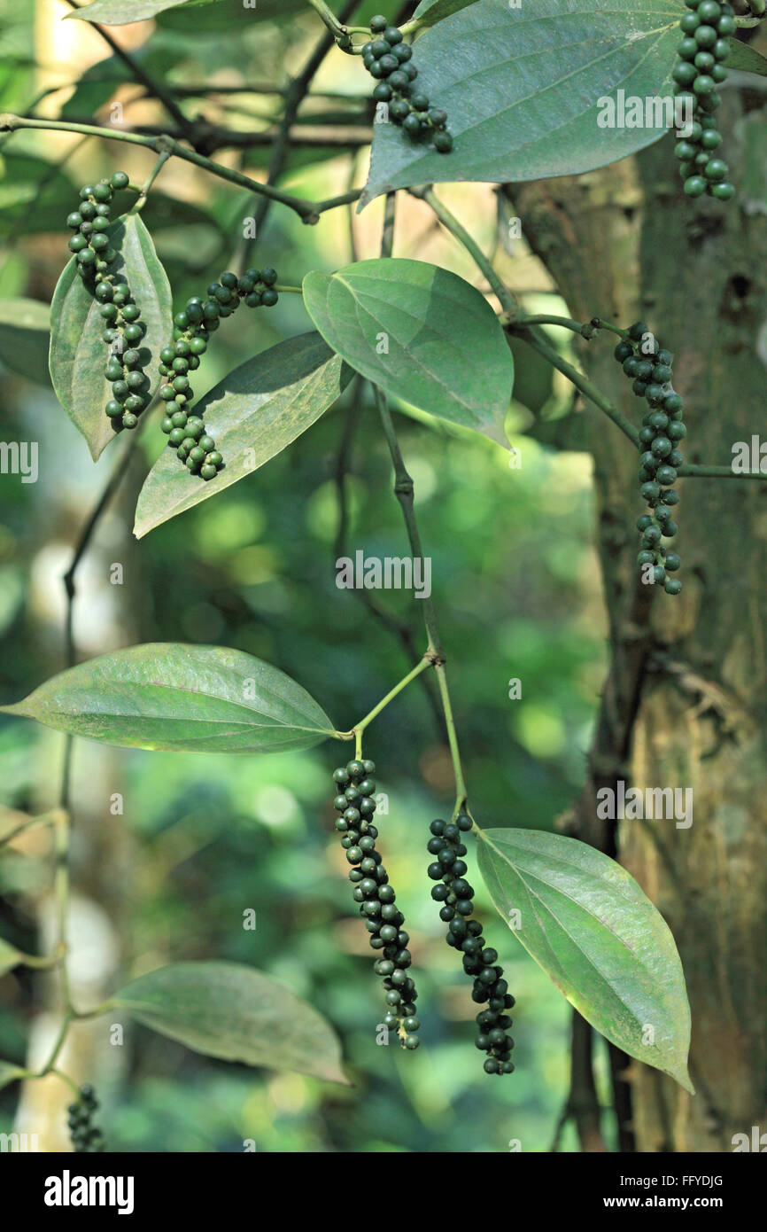 Spices ; green pepper piper nigrum on plant ; Thekkady Thekkadi ; Dist ...