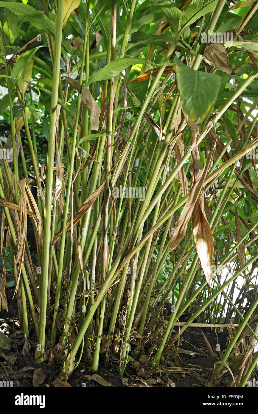 Cardamom leaf plant hi-res stock photography and images - Alamy