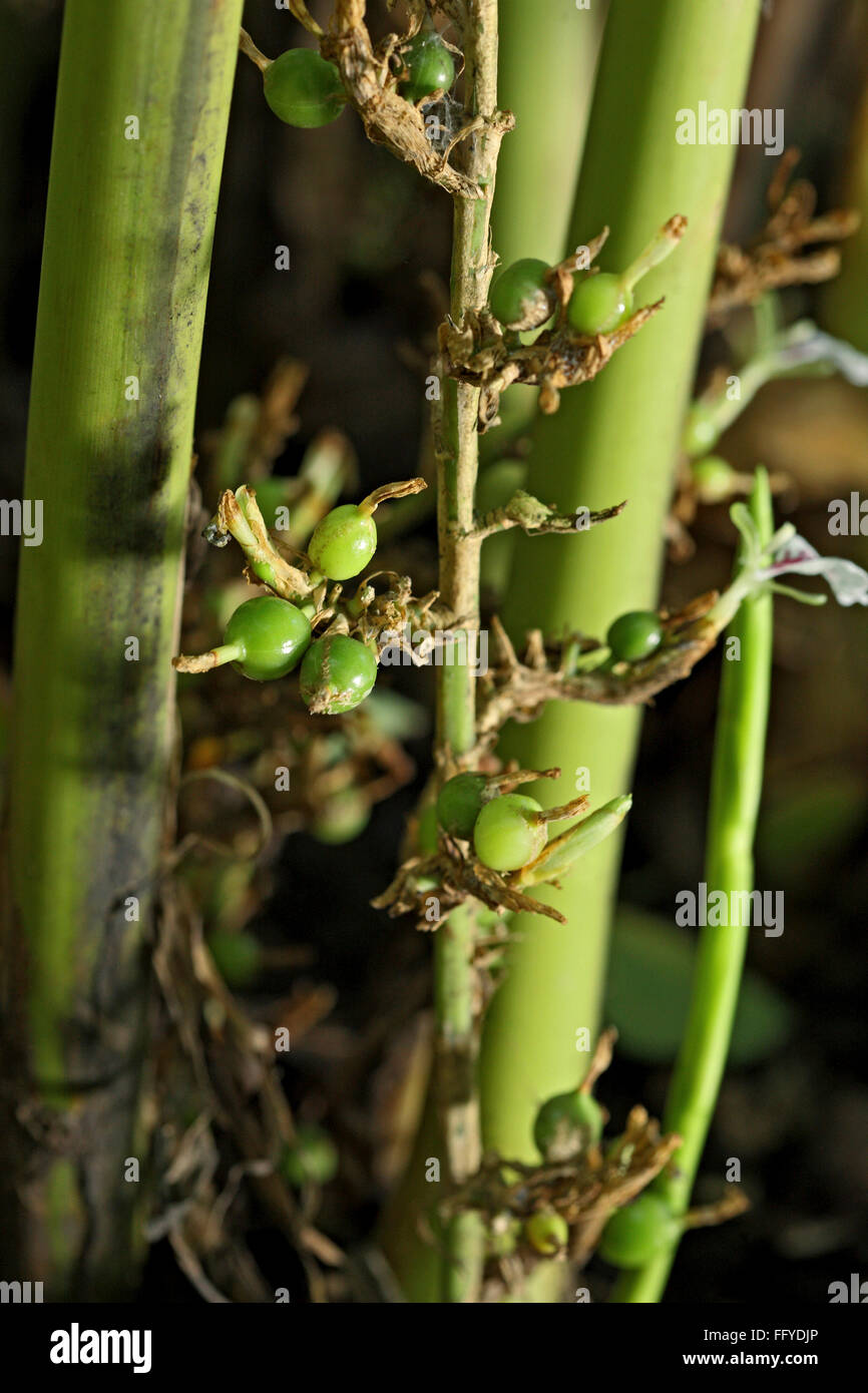 Green cardamom farming hi-res stock photography and images - Alamy