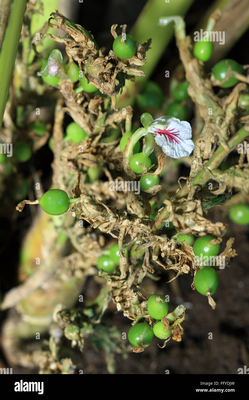 Spices ; cardamom elettaria cardmomum flower with green capsular fruits ...