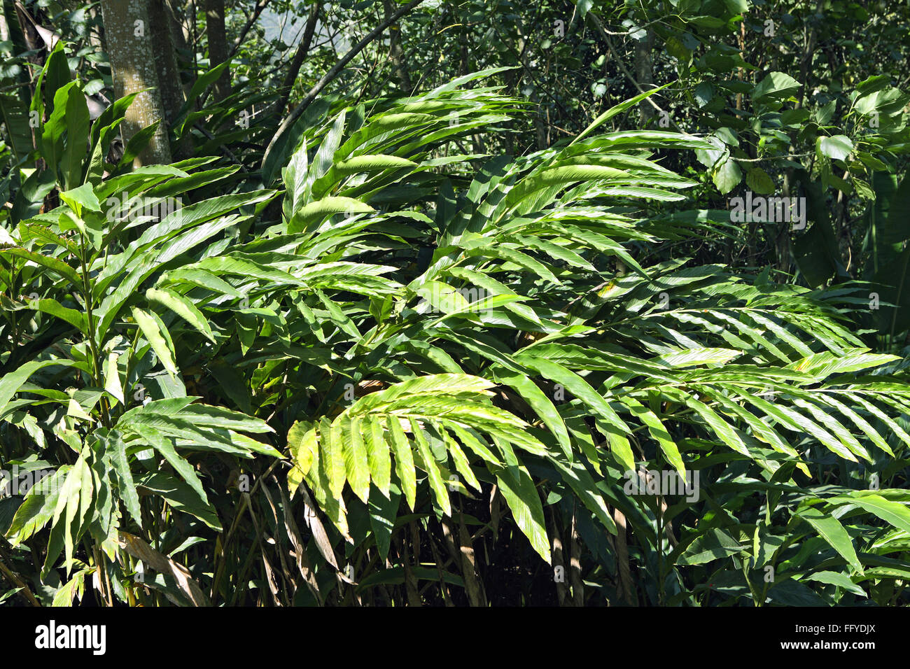 Cardamom plantation hi-res stock photography and images - Alamy