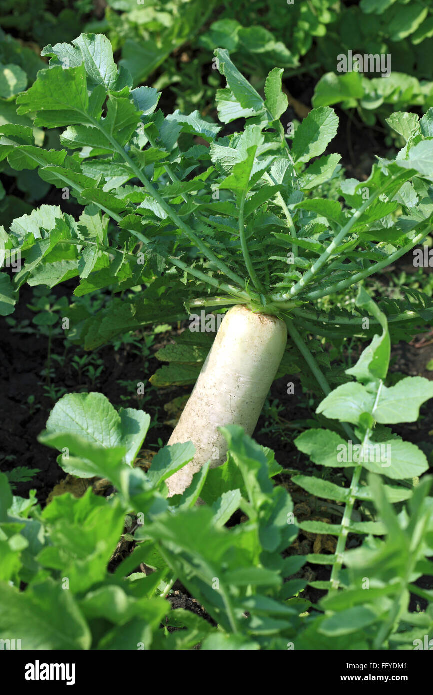 Daikon Radish Plant