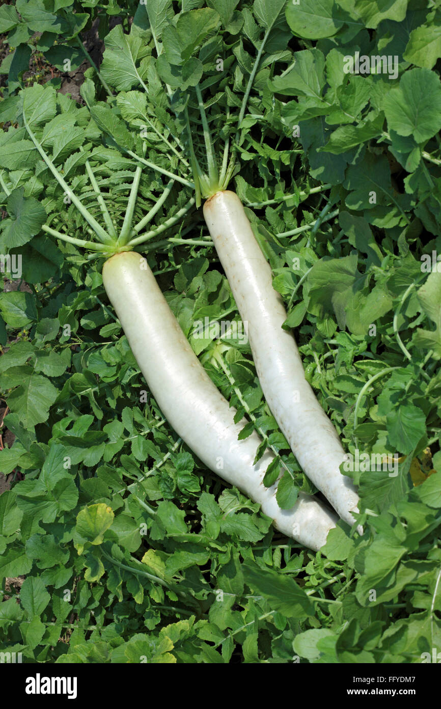 Raphanus Sativus Annual