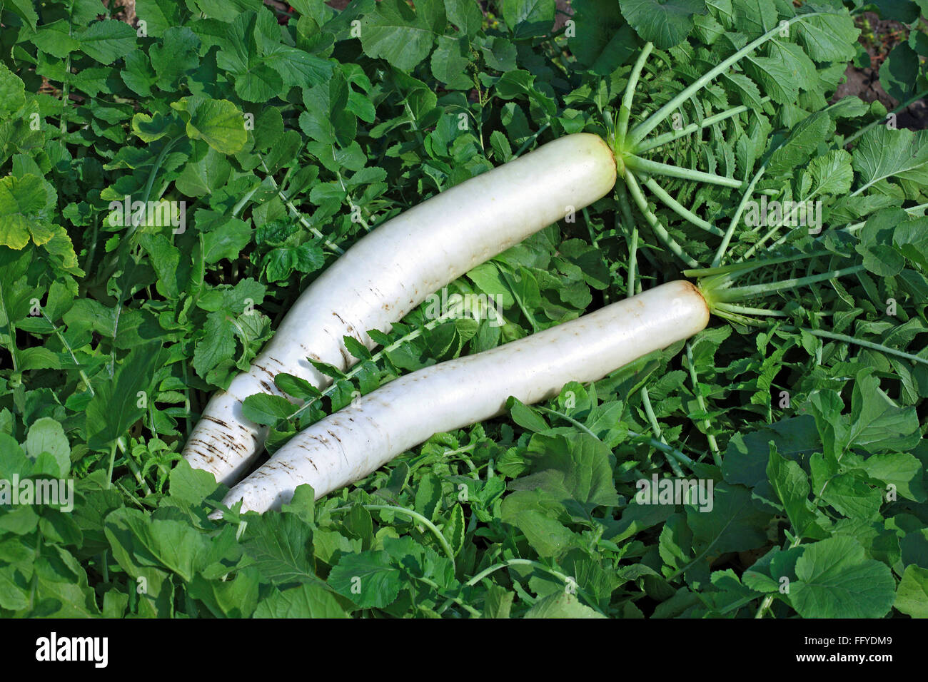 Radish raphanus sativus plantation in hi-res stock photography and ...