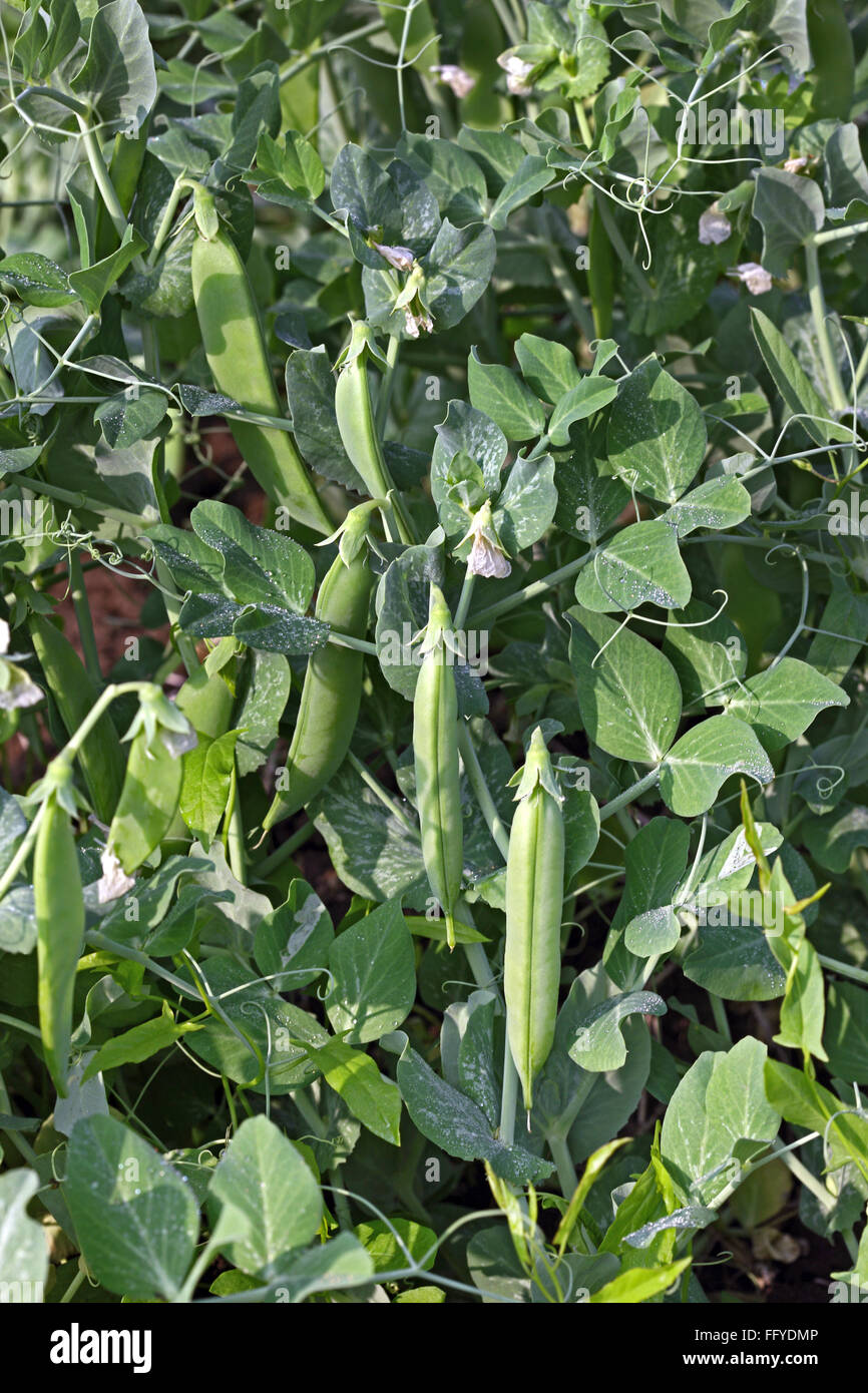 green peas plant pisum sativum garden peas pods hanging on plants in ...