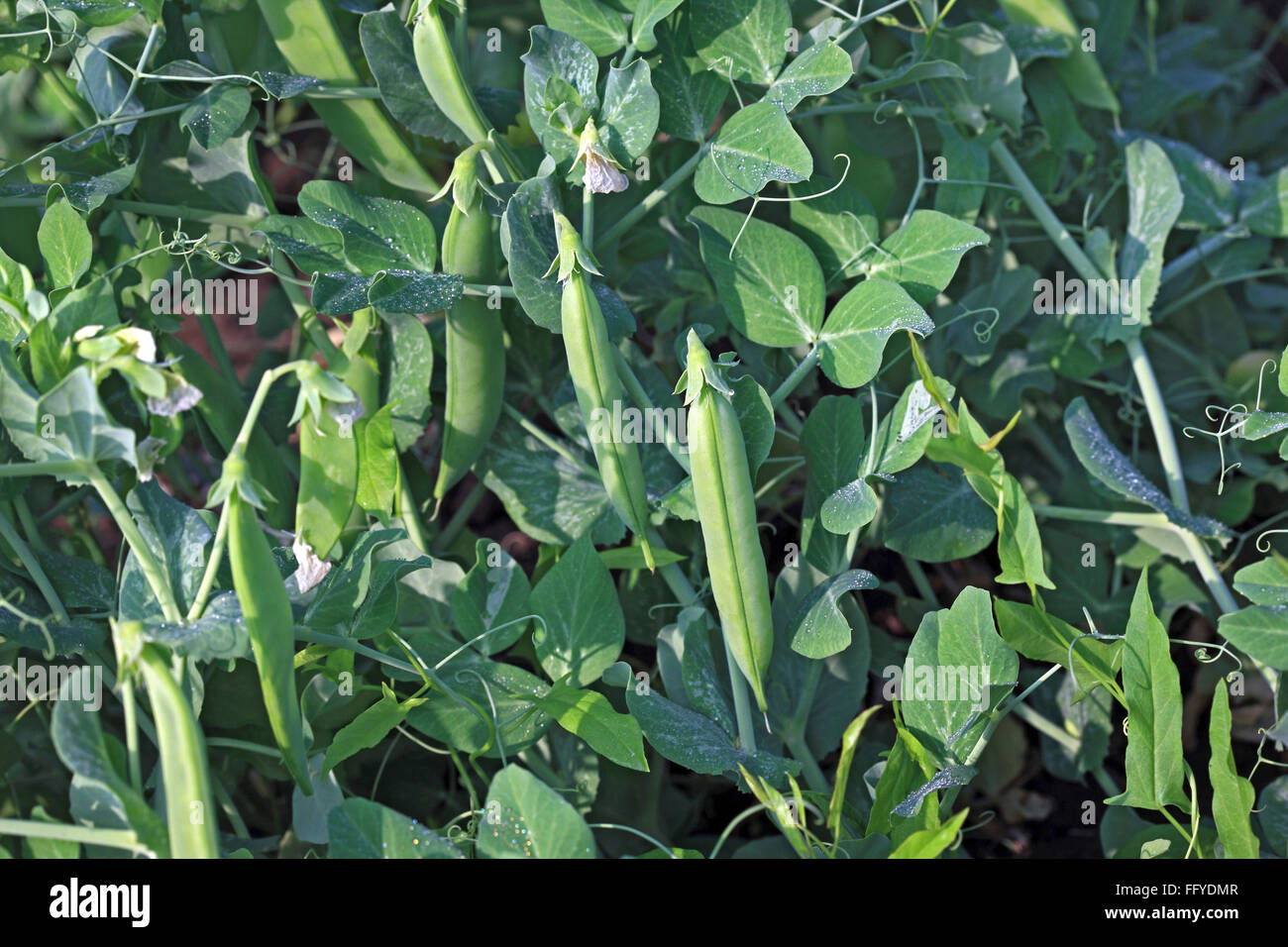 green peas plant pisum sativum garden peas pods hanging on plants in ...