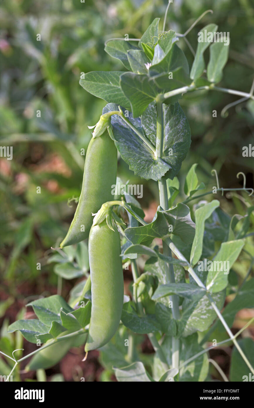 green peas plant pisum sativum garden peas pods hanging on plants in ...