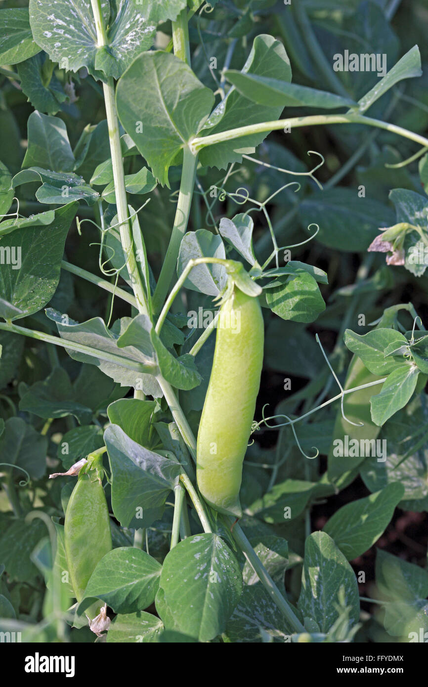 green peas plant pisum sativum garden peas pods hanging on plants in ...