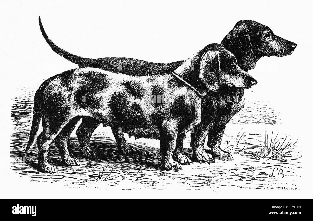DOGS: DACHSHUNDS. /nTwo dachshunds. Line engraving, 19th century Stock ...