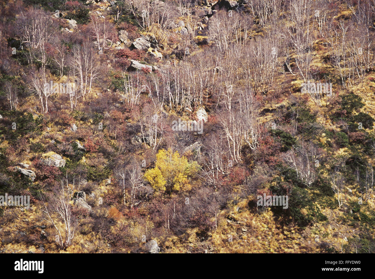 Fall colors of trees in forest at Uttaranchal , India Stock Photo - Alamy