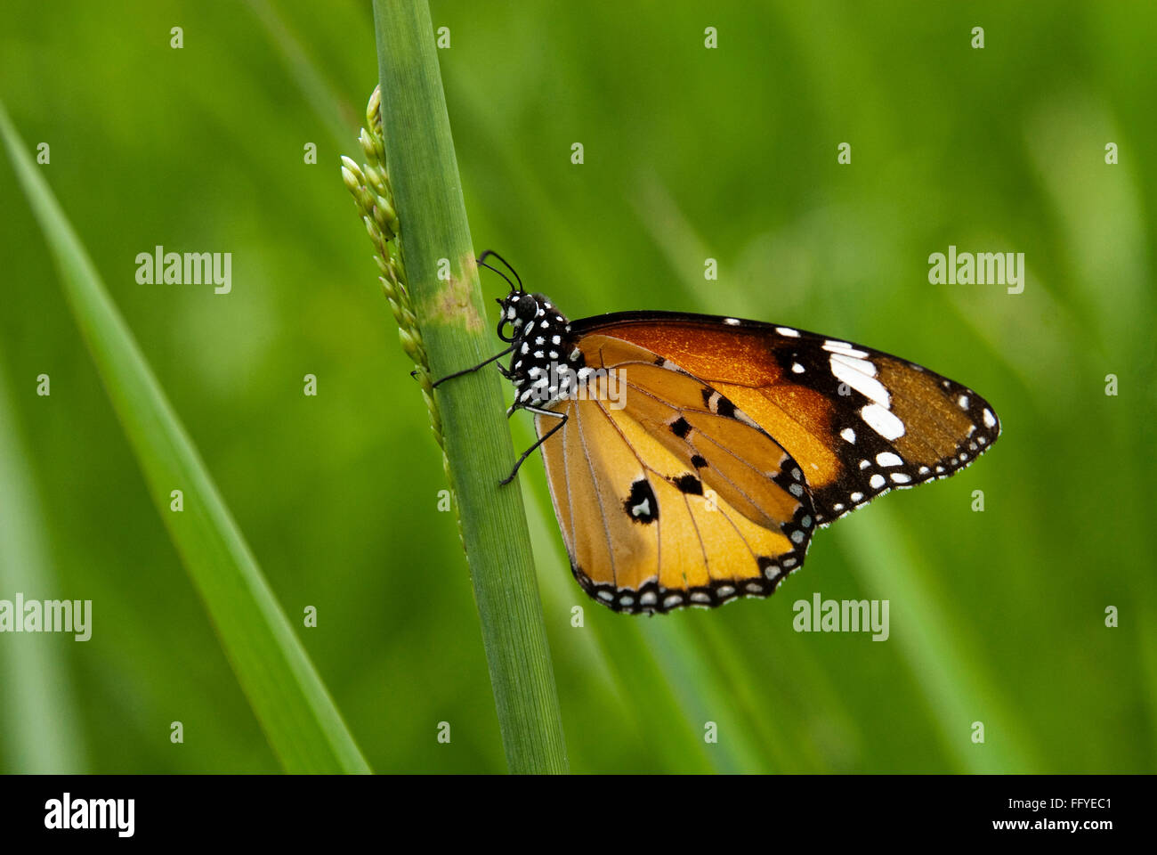 Plain tiger hi-res stock photography and images - Alamy