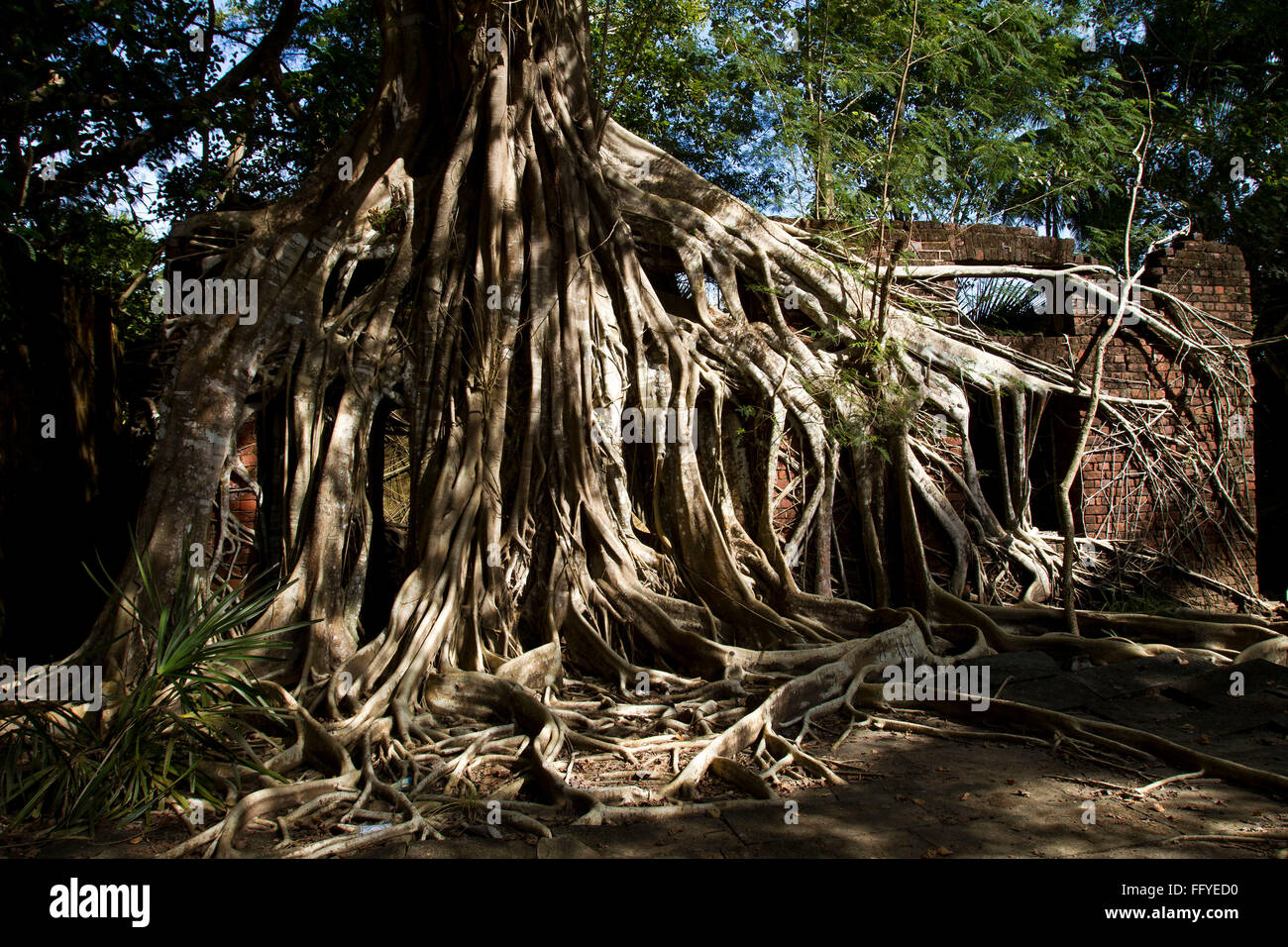 Roots banyan tree ross island hi-res stock photography and images - Alamy