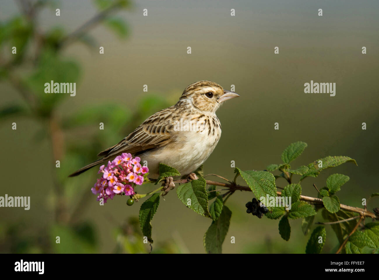 Indian bush lark hi-res stock photography and images - Alamy