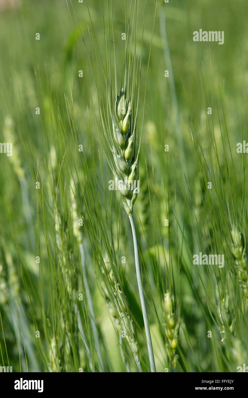 Triticum aestivum hi-res stock photography and images - Alamy