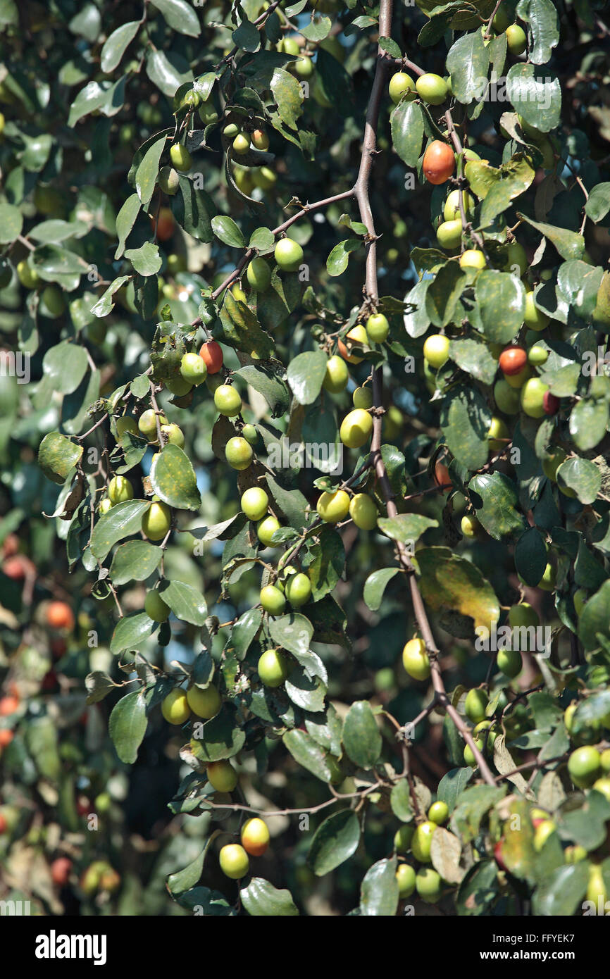 Fruits ; jujube ziphus mauritiana chinese date raw and ripe with leaves ...