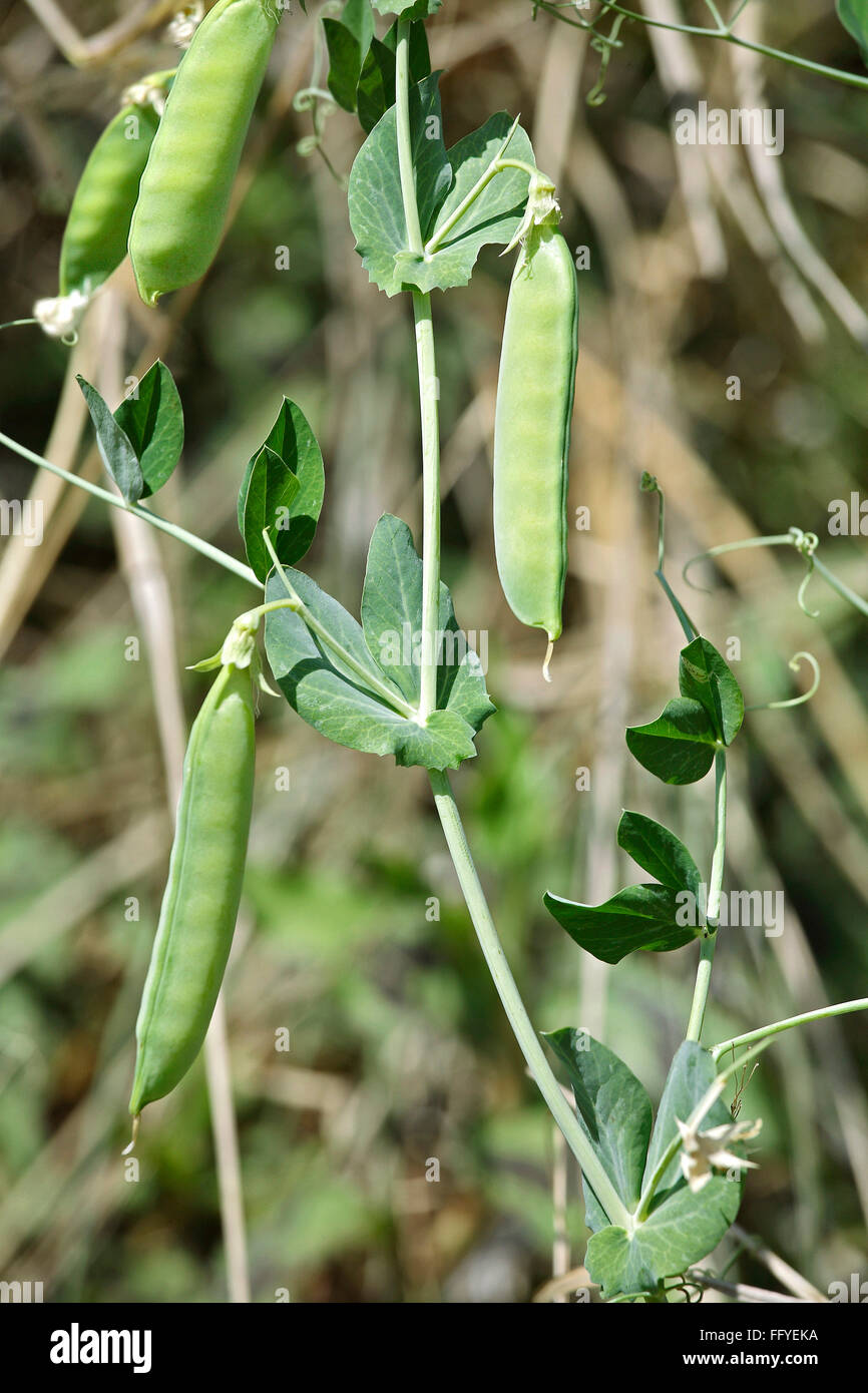 Peapods garden hi-res stock photography and images - Alamy