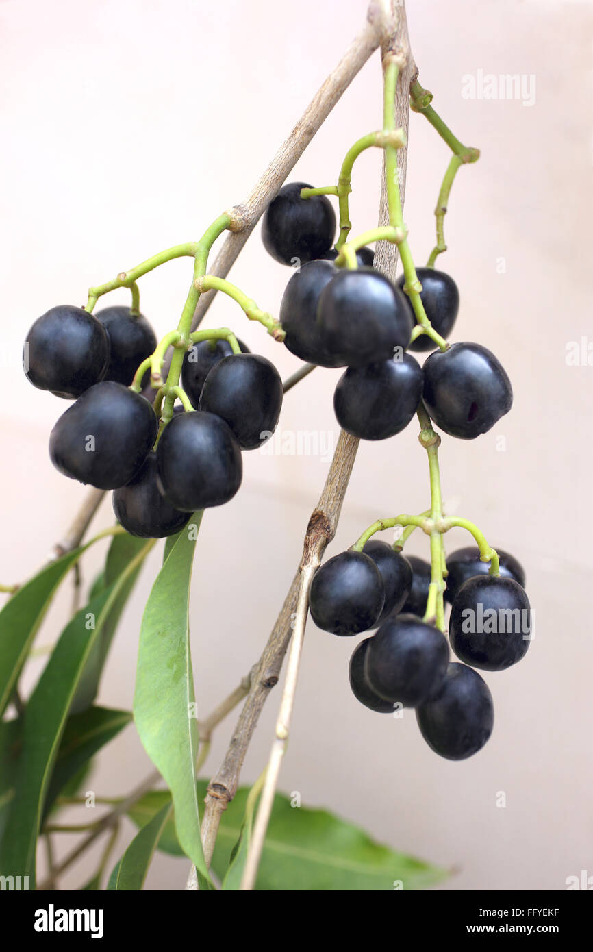 Fruits ; java plum syzygium cumini Stock Photo - Alamy