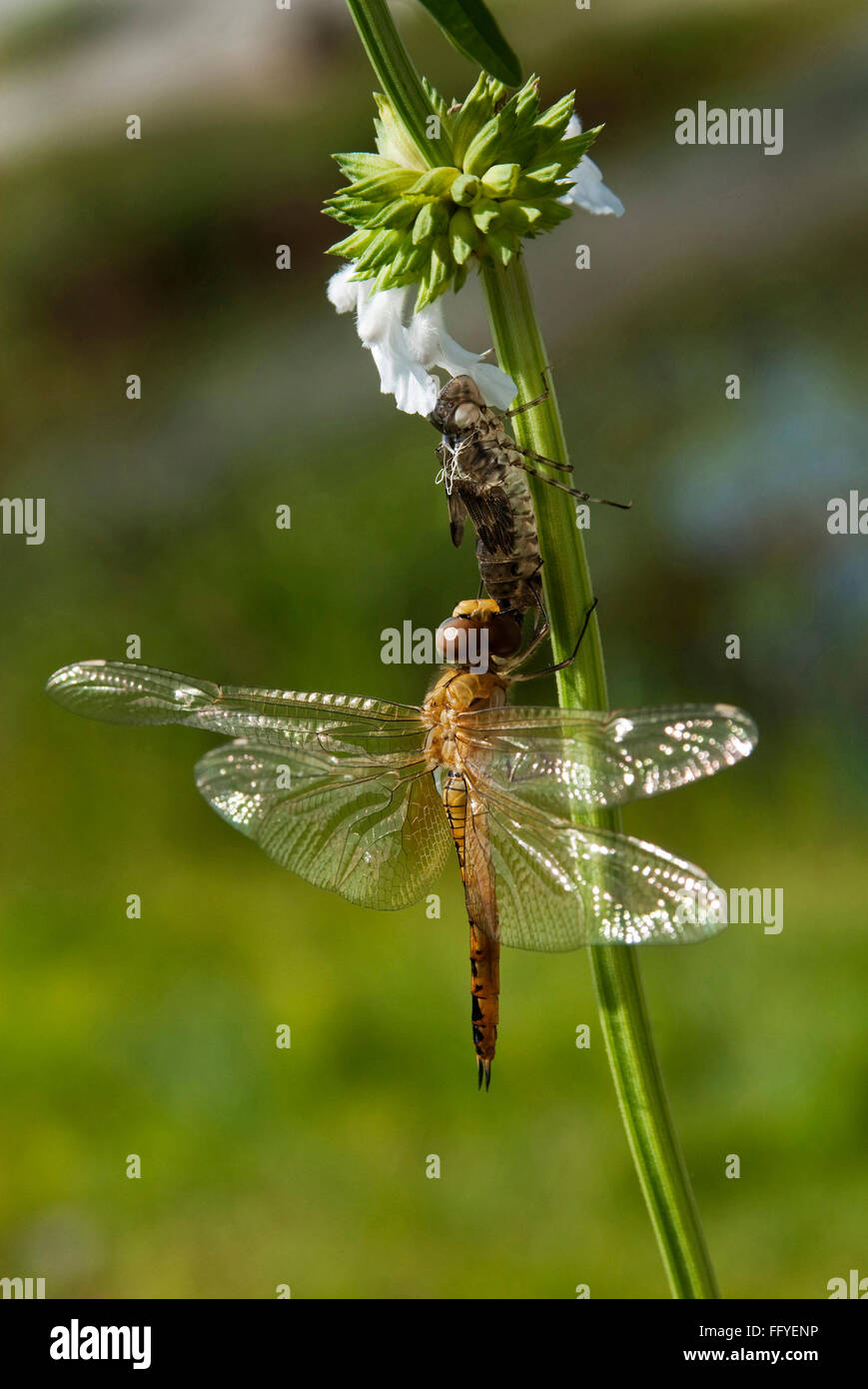 Dragonfly emerging bannerghatta in Bangalore at Karnataka India Asia ...