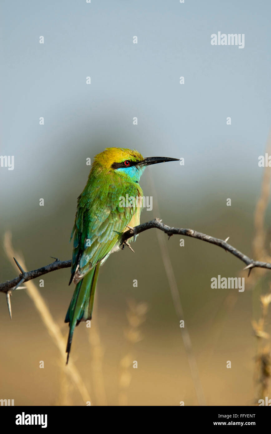 Green bee eater in Maidanahalli at Karnataka India Asia Stock Photo - Alamy