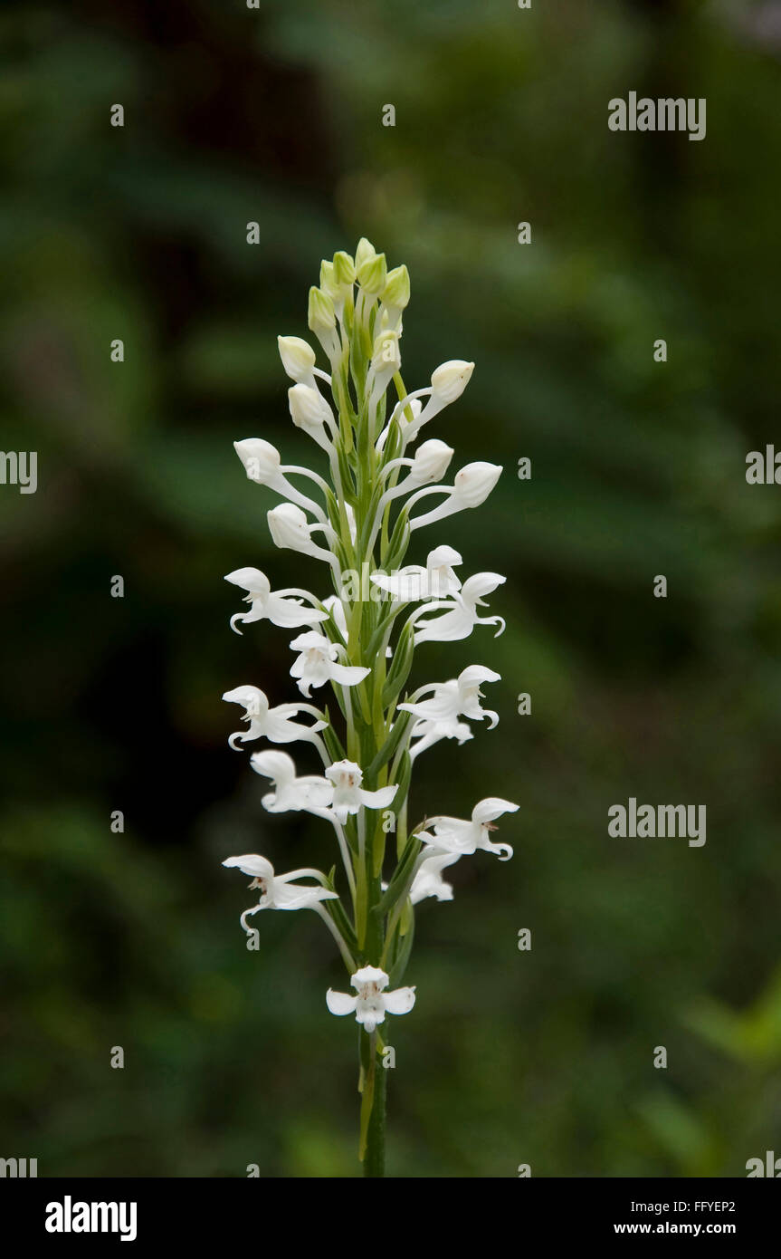 wildflower Kalkere forest in Bangalore at karnataka India Asia Stock ...