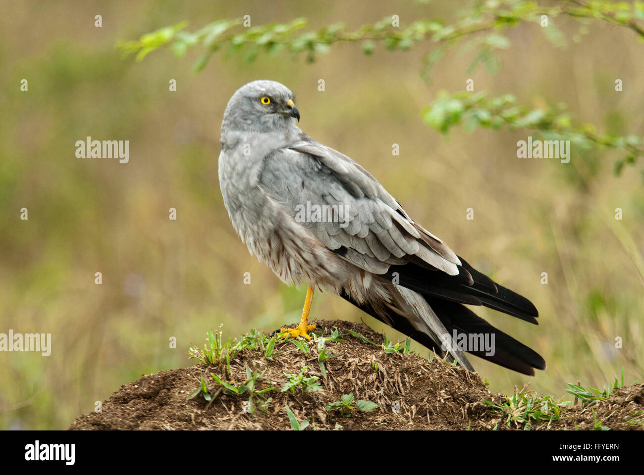 Indian harrier hi-res stock photography and images - Alamy